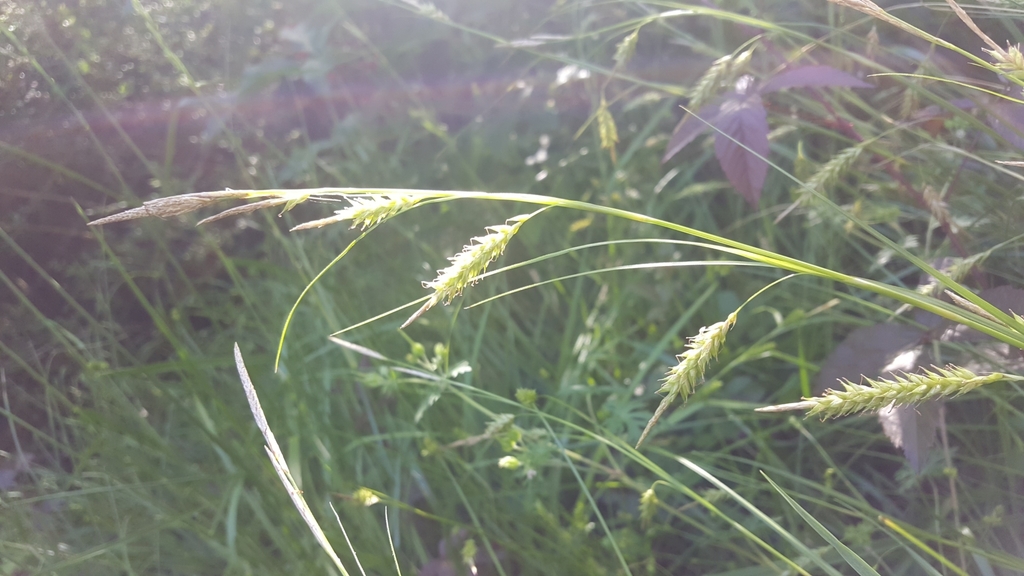 Carex cherokeensis (Cherokee Sedge) | North Carolina Extension Gardener ...
