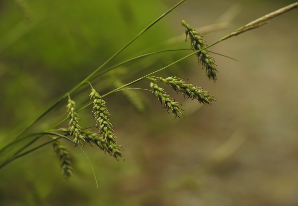 Carex cherokeensis (Cherokee Sedge) | North Carolina Extension Gardener ...