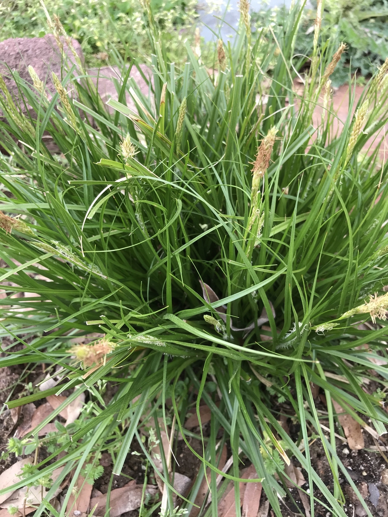 Cherokee Sedge - Carex cherokeensis | North Carolina Extension Gardener ...