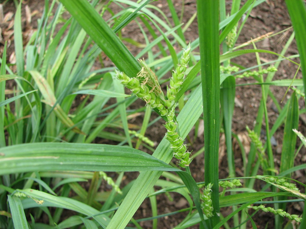 Carex flaccosperma (Blue Wood Sedge, Meadow Sedge, Sedges, Thinfruit ...