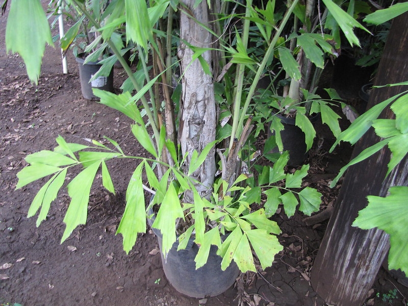 Caryota mitis (Burmese fishtail palm, Clustering fishtail palm ...