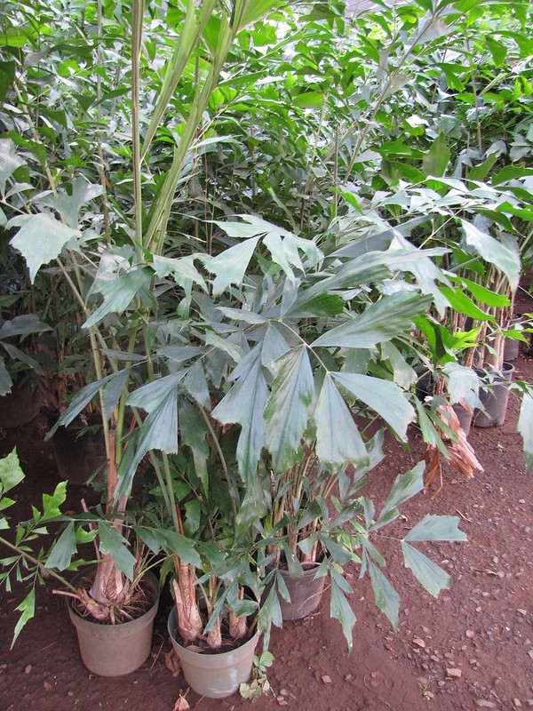 Caryota mitis (Burmese fishtail palm, Clustering fishtail palm ...