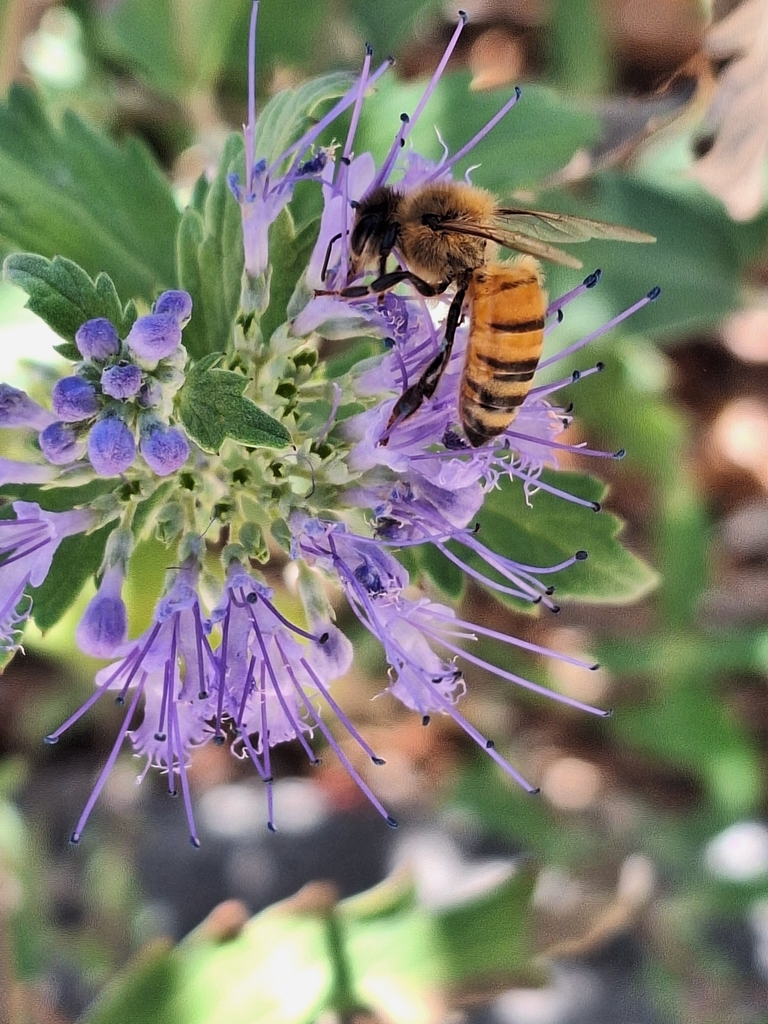 Caryopteris (Bluebeard) | North Carolina Extension Gardener Plant Toolbox