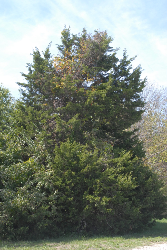 Celastrus scandens (American Bittersweet, Bittersweet, Climbing ...