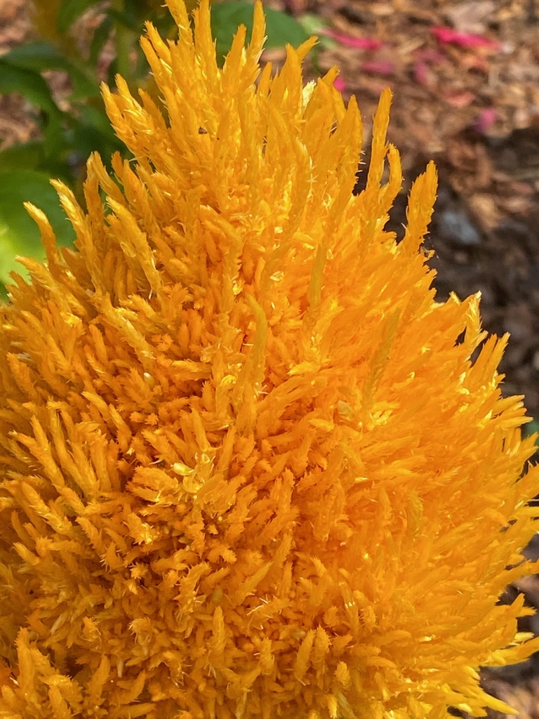 Celosia | North Carolina Extension Gardener Plant Toolbox