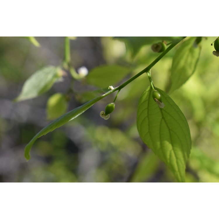 Celtis sinensis 'Green Cascade' (Chinese Hackberry, Hackberry Snake ...