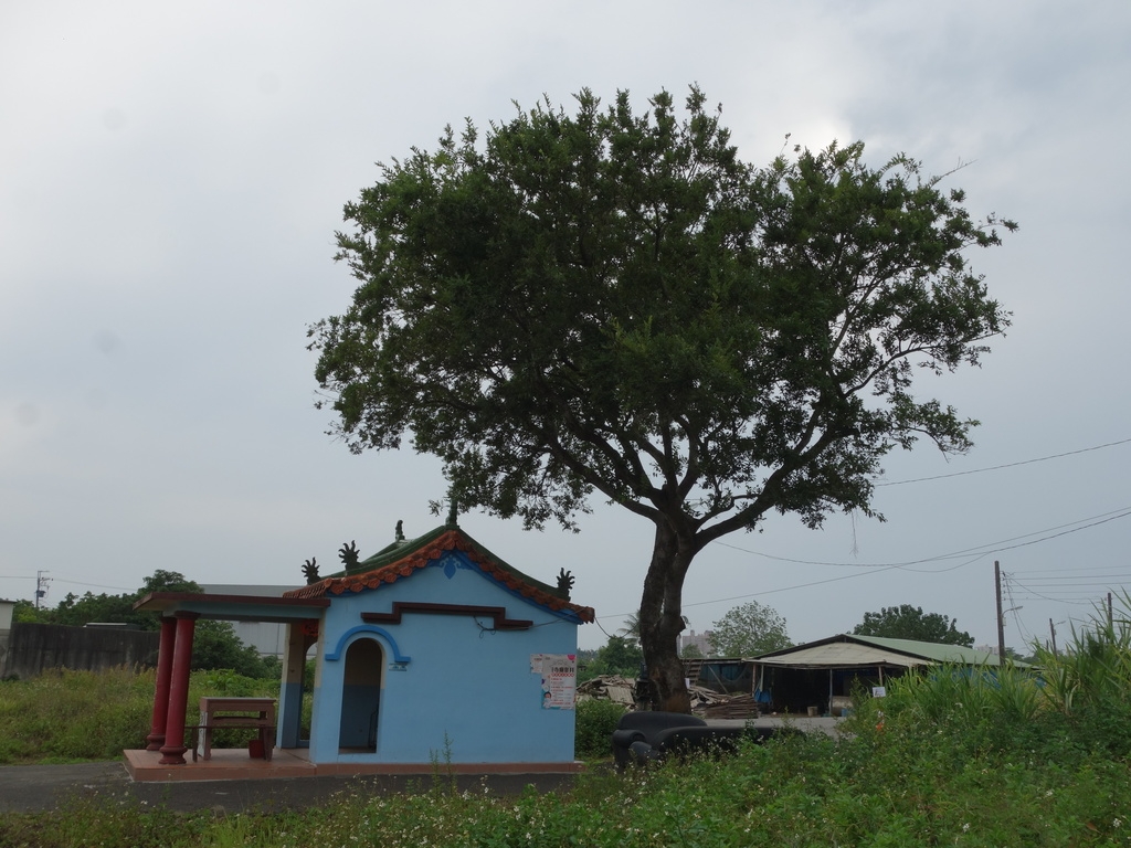 Celtis sinensis (Chinese Hackberry, Chinese Nettle Tree, Japanese ...