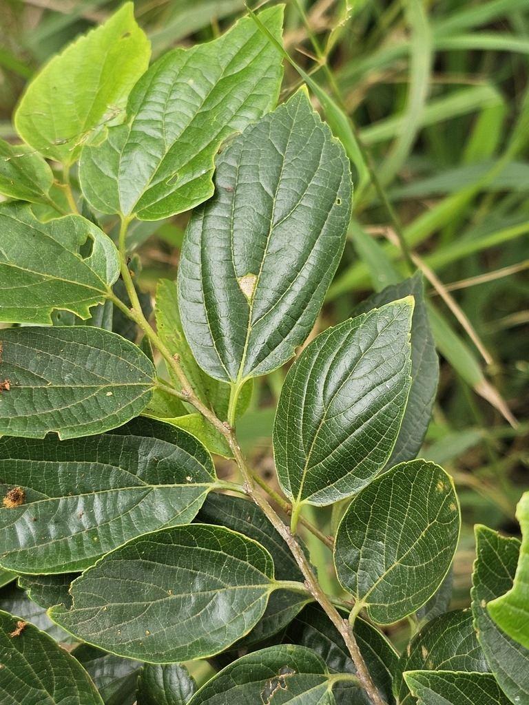 Celtis sinensis (Chinese Hackberry, Chinese Nettle Tree, Japanese ...