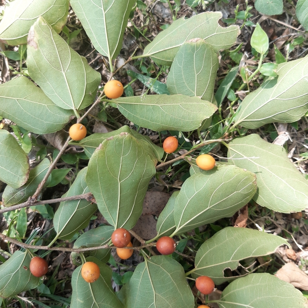 Celtis sinensis (Chinese Hackberry, Chinese Nettle Tree, Japanese ...