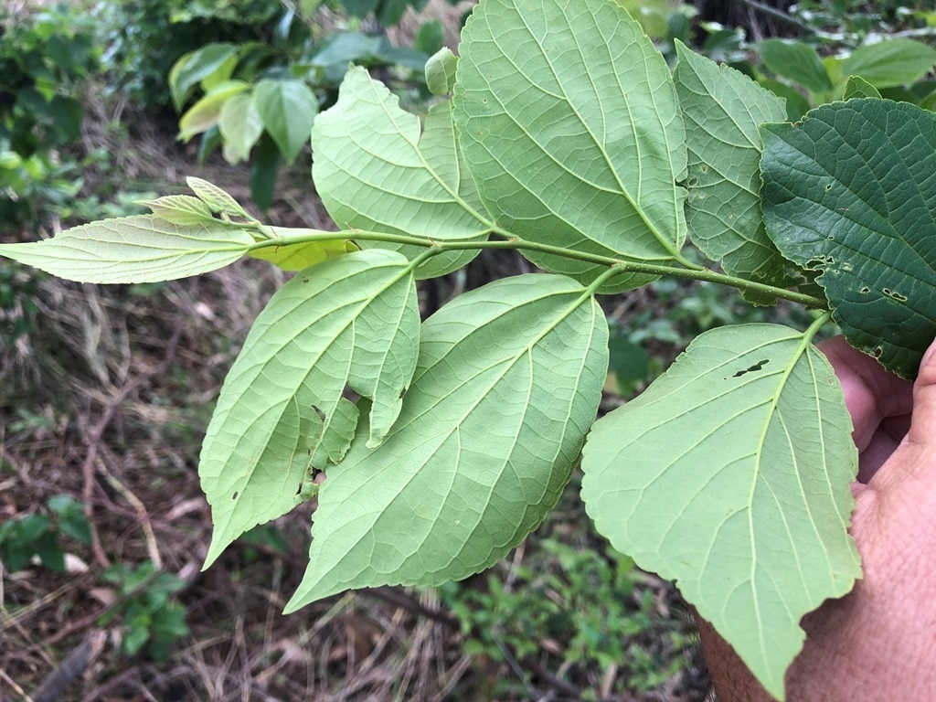 Celtis sinensis (Chinese Hackberry, Chinese Nettle Tree, Japanese ...