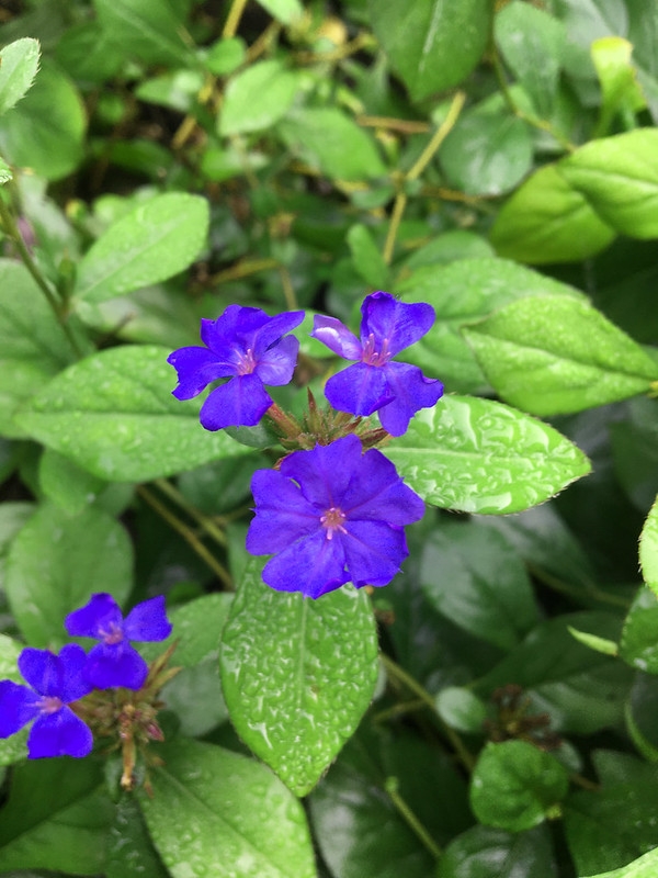 Ceratostigma plumbaginoides (Blue Leadwort, Dwarf Plumbago, Hardy ...