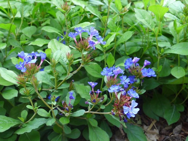 Ceratostigma plumbaginoides (Blue Leadwort, Dwarf Plumbago, Hardy ...