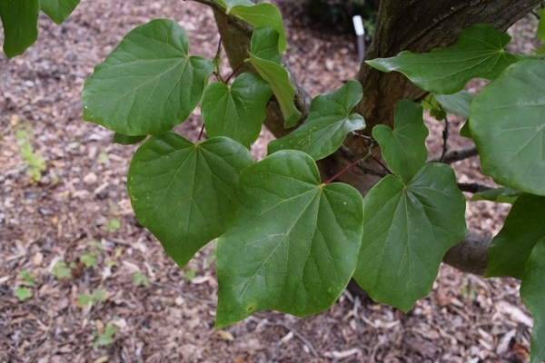 Giant Redbud (Cercis gigantea) Care Guide