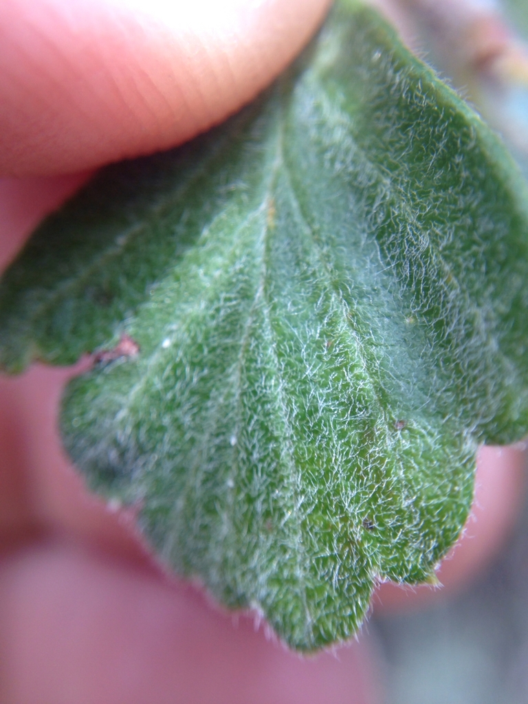 Cercocarpus montanus (Alder-leaf Cercocarpus, Alderleaf Mountain ...