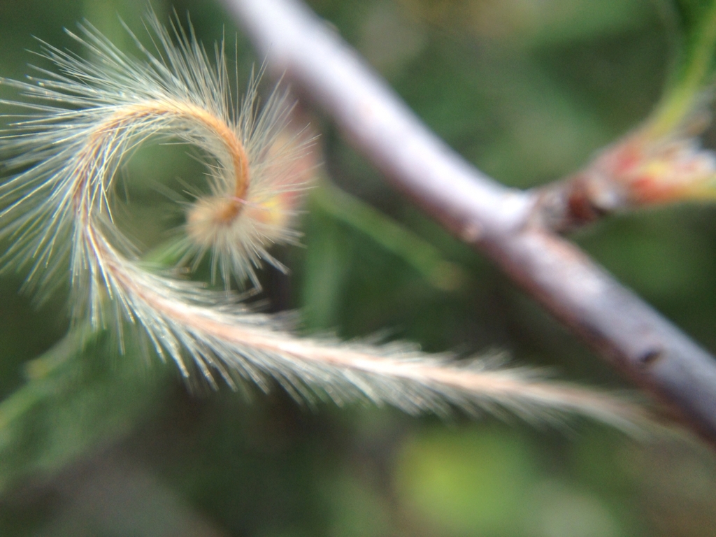 Cercocarpus montanus (Alder-leaf Cercocarpus, Alderleaf Mountain ...