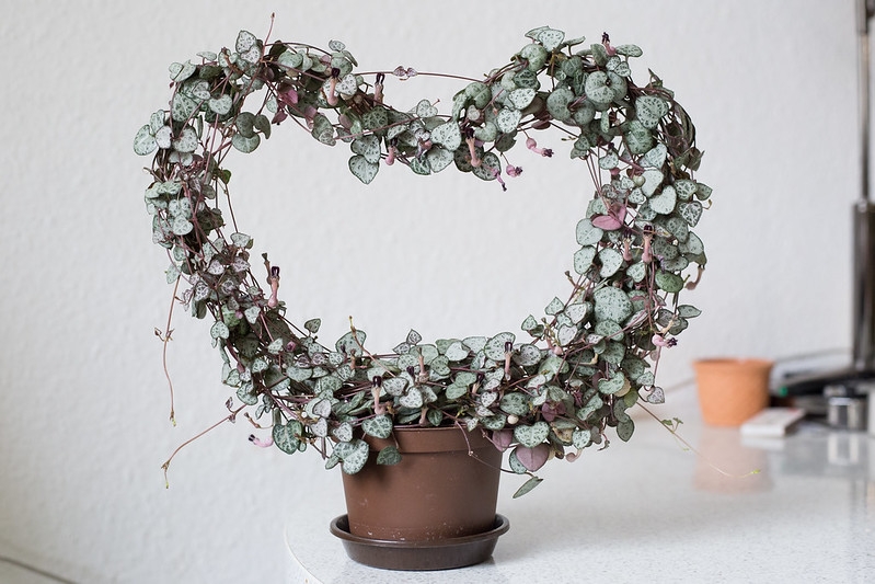 Ceropegia woodii (Bushman's Pipe, Chain of Hearts, Chinese Lantern ...