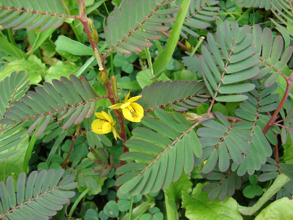 Chamaecrista nictitans (Common Sensitive-plant, Sensitive Cassia ...