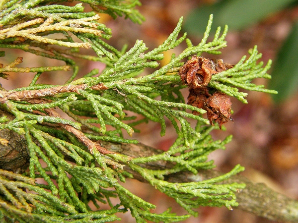 Chamaecyparis thyoides (Atlantic White Cedar, Atlantic White-Cedar, Juniper, Swamp Cedar, White ...