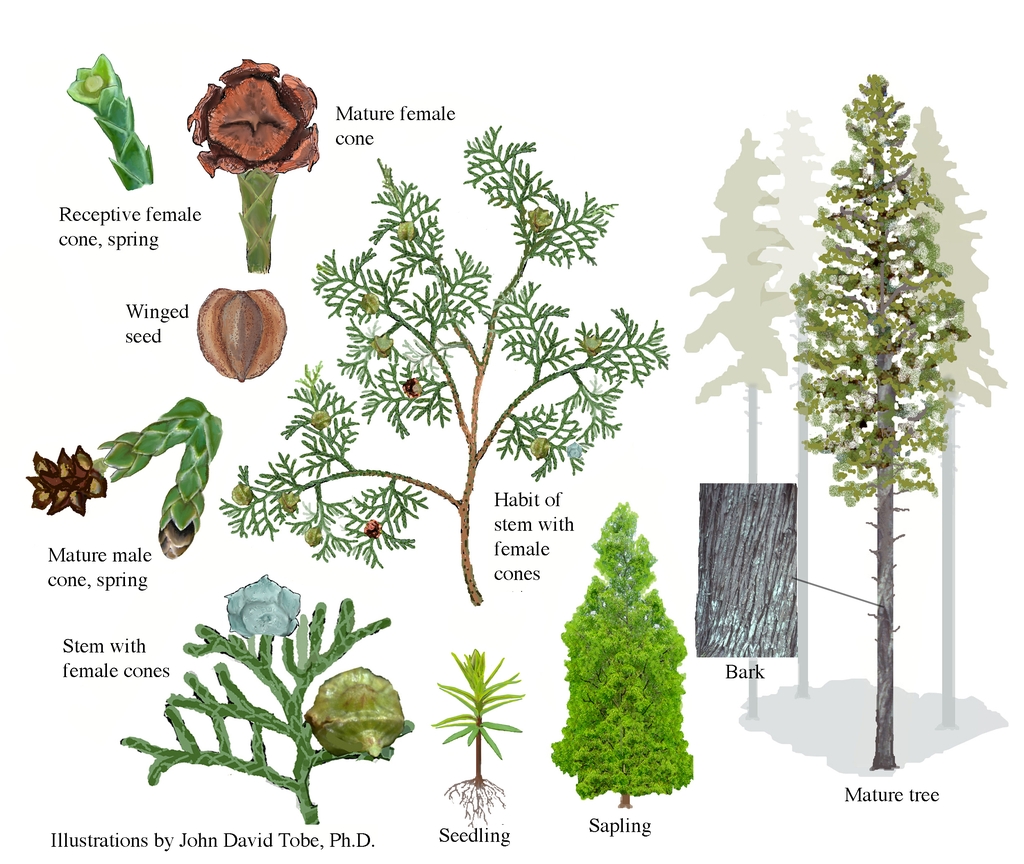 Atlantic White Cedar Tree