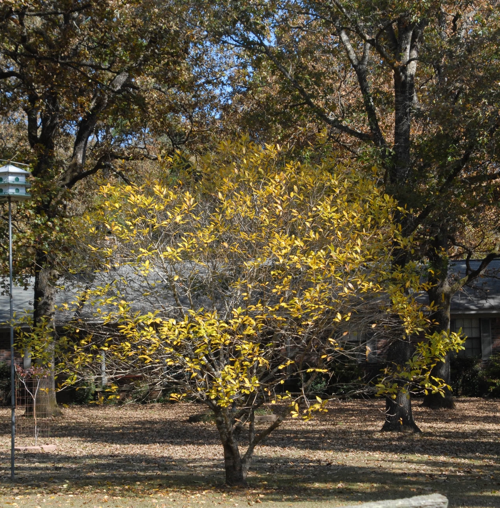 Fringe Tree Chionanthus Virginicus North Carolina Extension Gardener Plant Toolbox