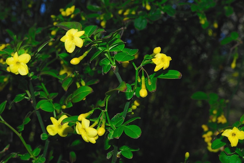 Chrysojasminum humile (Italian Yellow Jasmine) | North Carolina ...
