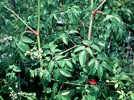 Cicuta maculata (Spotted Cowbane, Spotted Water Hemlock, Water Hemlock ...