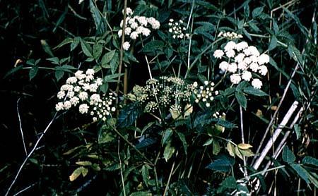 Cicuta maculata (Spotted Cowbane, Spotted Water Hemlock, Water Hemlock ...