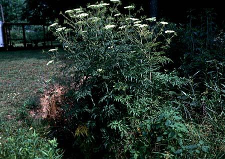 Cicuta maculata (Spotted Cowbane, Spotted Water Hemlock, Water Hemlock ...