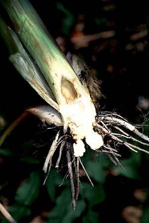 Cicuta maculata (Spotted Cowbane, Spotted Water Hemlock, Water Hemlock ...