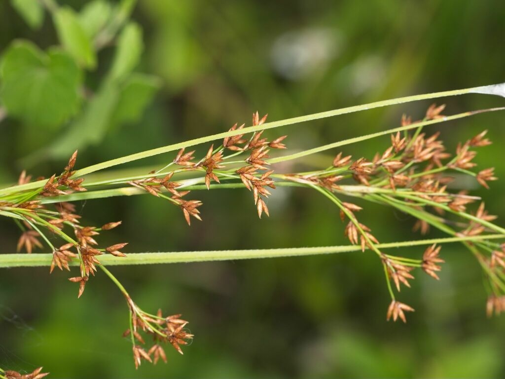 Cladium mariscus subsp. jamaicensis (Jamaica Sawgrass, Jamaica Swamp ...