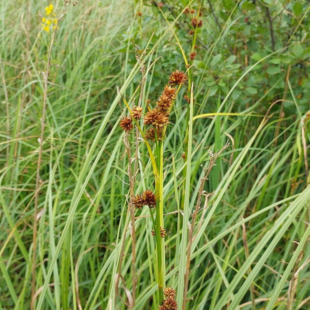 Cladium mariscus subsp. jamaicensis (Jamaica Sawgrass, Jamaica Swamp ...