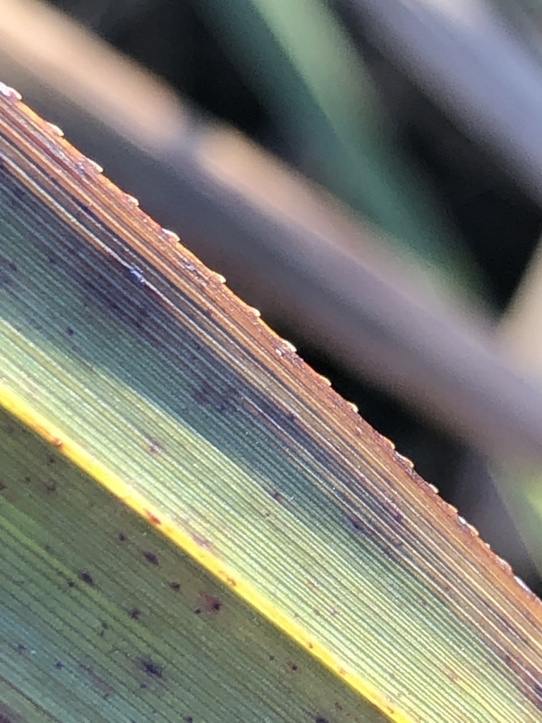 Cladium mariscus subsp. jamaicensis (Jamaica Sawgrass, Jamaica Swamp ...