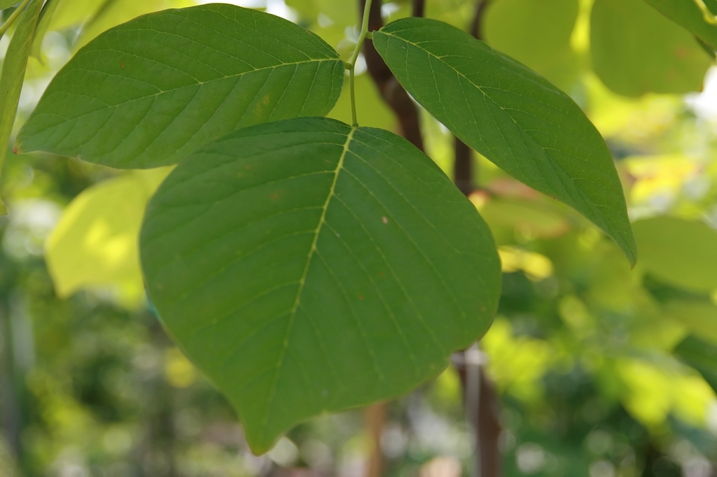 Cladrastis kentukea (American yellowwood, Yellowwood) | North Carolina ...