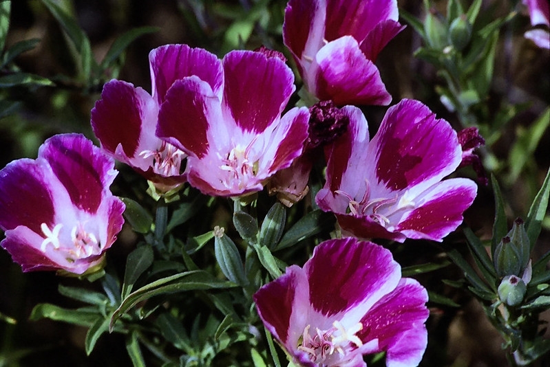 Farwell To-Spring (Clarkia) Care Guide