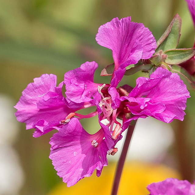 Clarkia (Farwell To-Spring, Godetia, Rocky Mountain Garland) | North ...