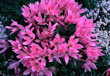 Colchicum autumnale (Fall Crocuses, Mysteria, Wonder Bulb) | North ...
