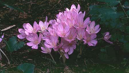 Colchicum autumnale (Fall Crocuses, Mysteria, Wonder Bulb) | North ...