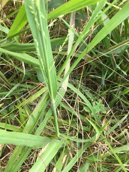 Coleataenia anceps (Beaked Panicgrass, Beaked Panic Grass, Beaked ...