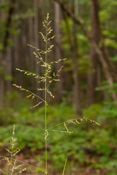 Coleataenia anceps (Beaked Panicgrass, Beaked Panic Grass, Beaked ...