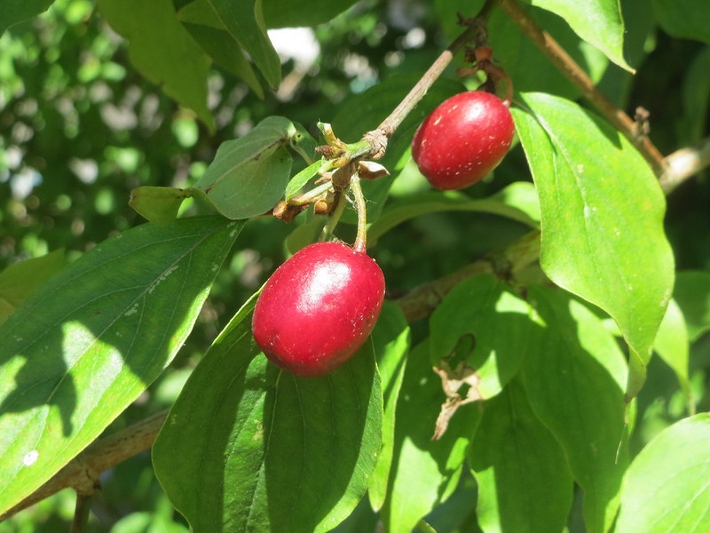 Cornelian cherry - Cornus | North Carolina Extension Gardener Plant Toolbox