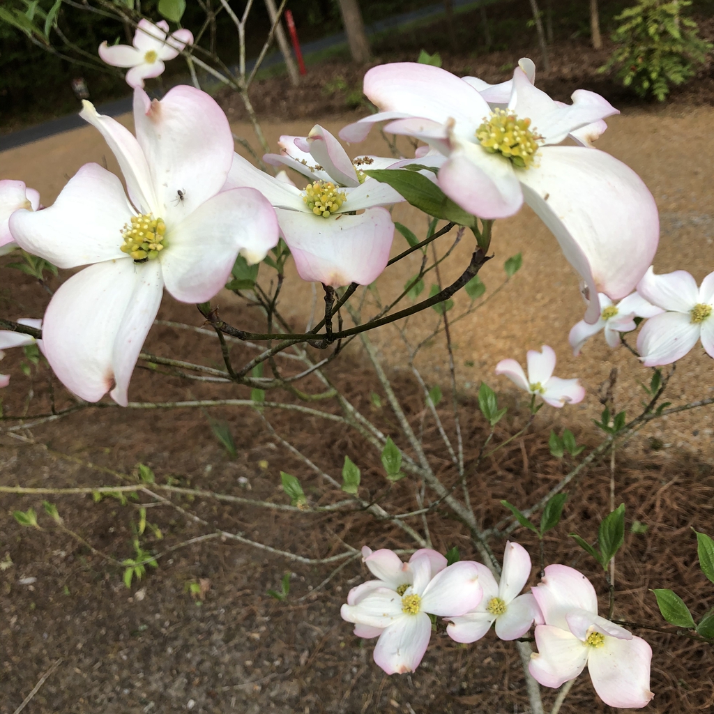 Cornus florida (Flowering Dogwood) | North Carolina Extension Gardener ...