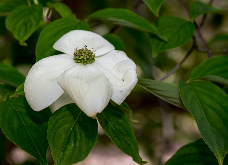 Cornus x rutgersensis (Hybrid Flowering Dogwood, Rutgers’ Dogwood ...