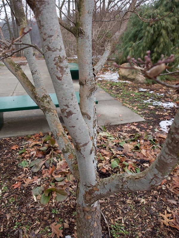 Cornus x rutgersensis (Hybrid Flowering Dogwood, Rutgers’ Dogwood ...