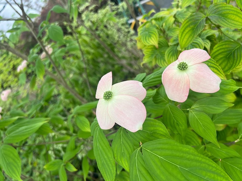 Cornus x rutgersensis (Hybrid Flowering Dogwood, Rutgers’ Dogwood ...