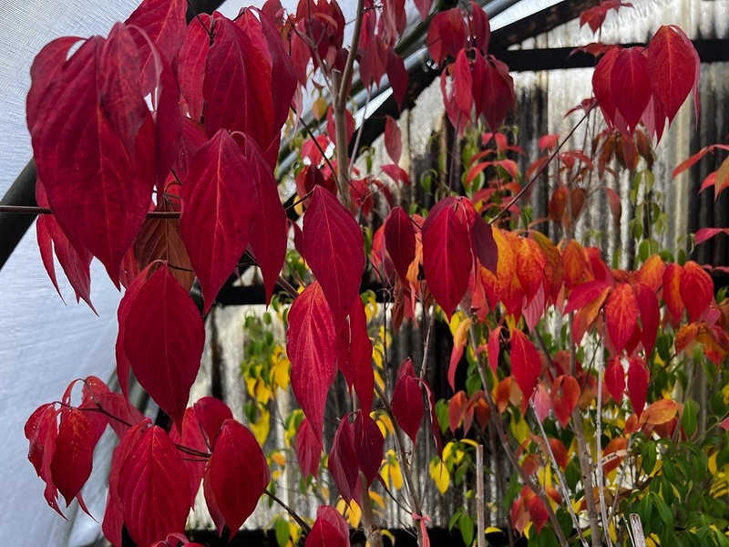 Cornus x rutgersensis (Hybrid Flowering Dogwood, Rutgers’ Dogwood ...