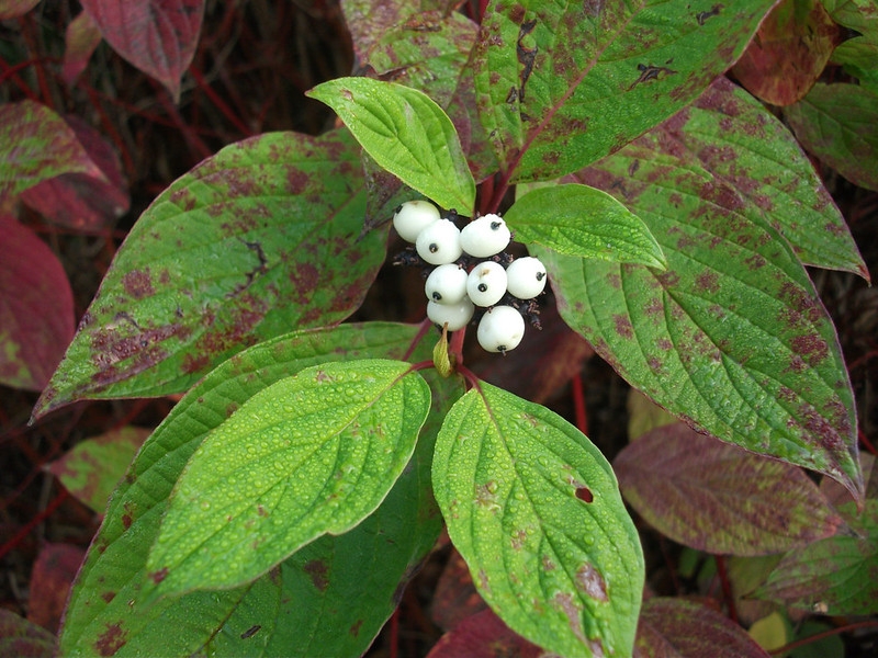Cornelian cherry - Cornus | North Carolina Extension Gardener Plant Toolbox