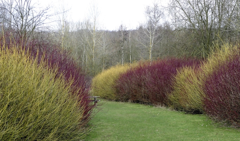 Cornelian cherry - Cornus | North Carolina Extension Gardener Plant Toolbox