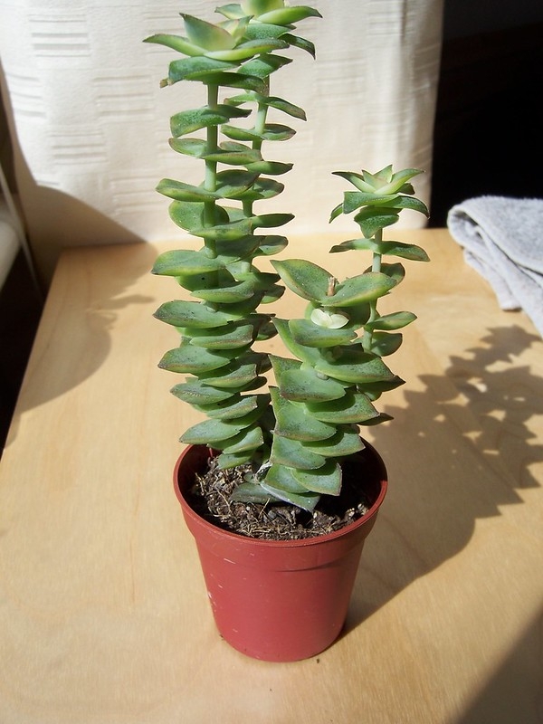 Crassula perforata (Necklace Vine, Pagoda Plant, Stacked Crassula ...