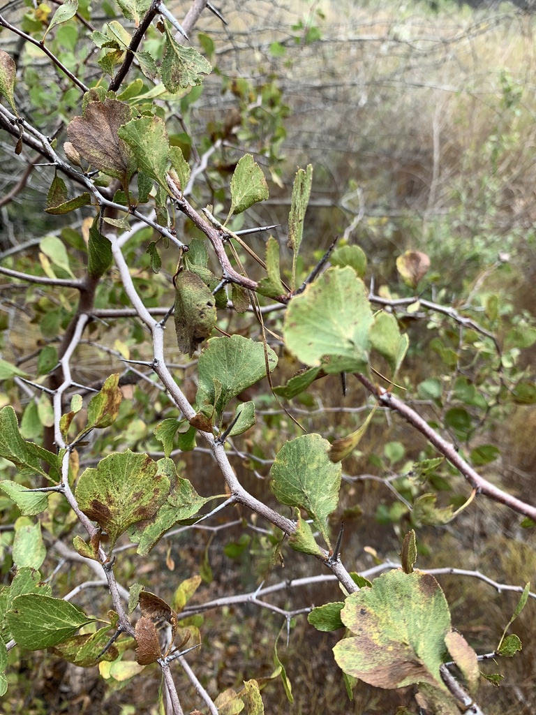 Crataegus Alabamensis Alabama Hawthorn Hawthorn Thornapple North Crataegus Alabamensis Alabama Hawthorn Hawthorn Thornapple North