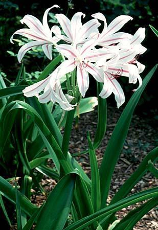 Crinum (Cape Lily, Crinum Lily, Spider Lily, Swamp Lily) | North ...